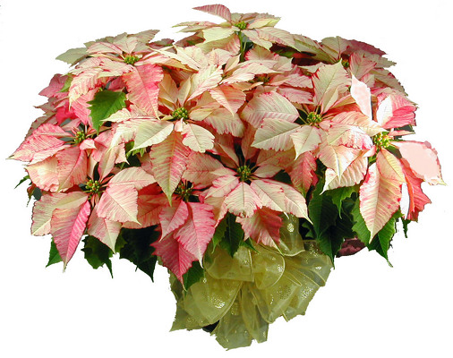 Clinton Florist :: Oak Ridge Florist :: Knoxville Flowers :: Clinton ...